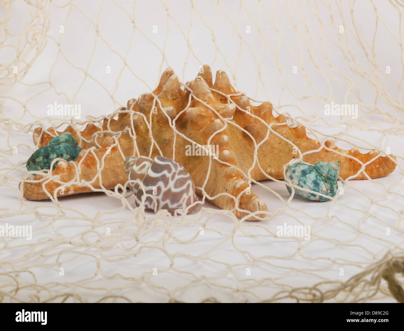 Seashells and starfish caught in a fishing net for use as an aquatic ...