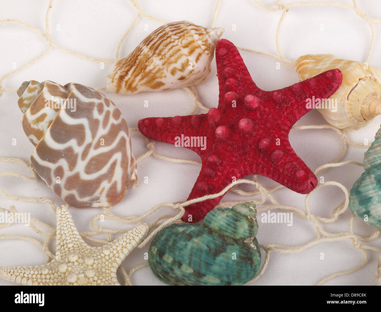 Seashells and starfish caught in a white fishing net for use as an ...