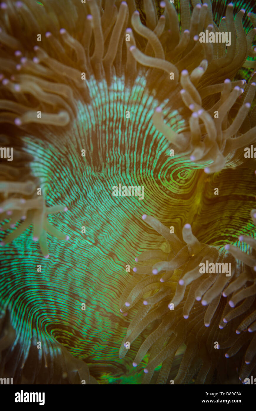 Abstract creatures hi-res stock photography and images - Alamy