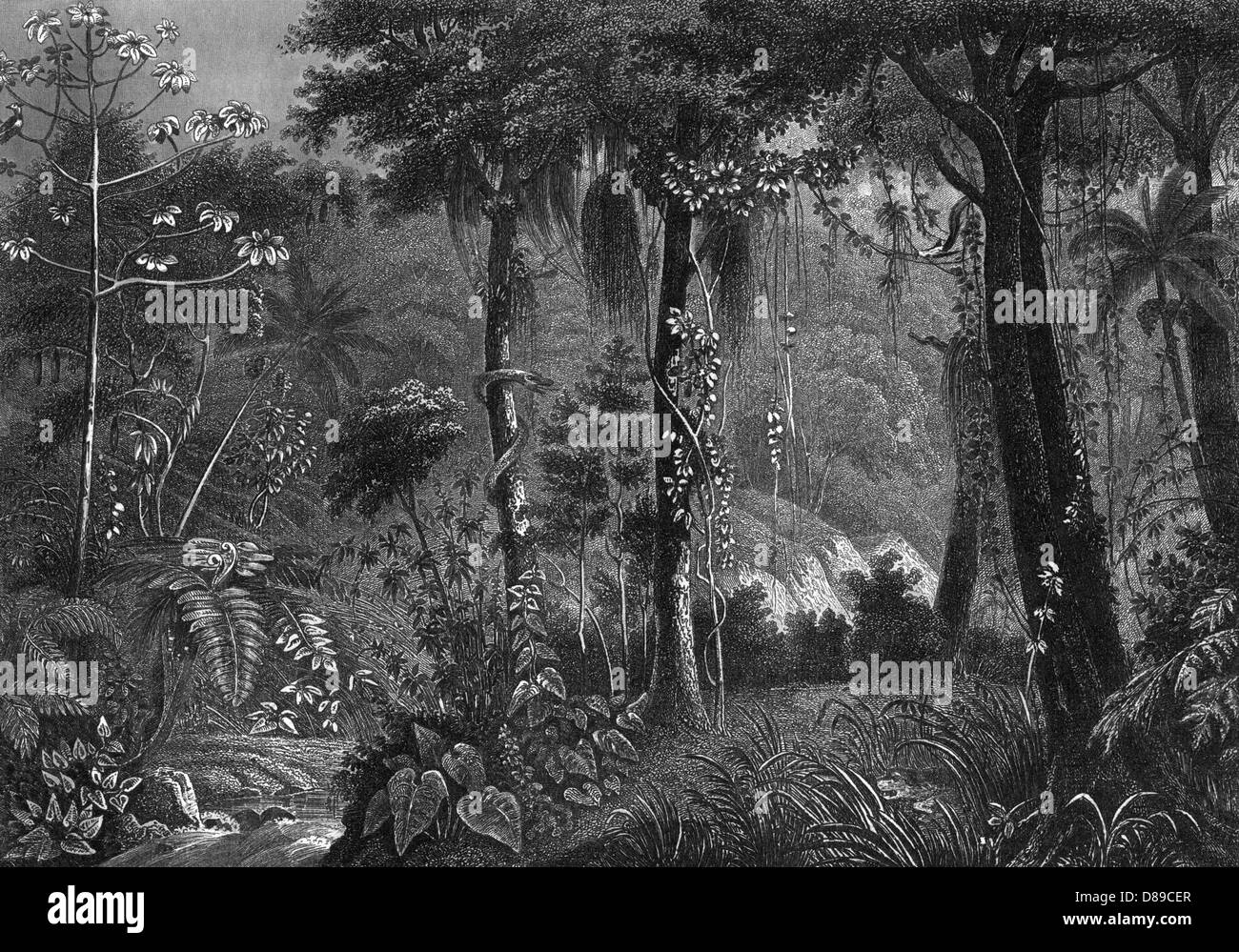 Rainforest rainforest Black and White Stock Photos & Images - Alamy
