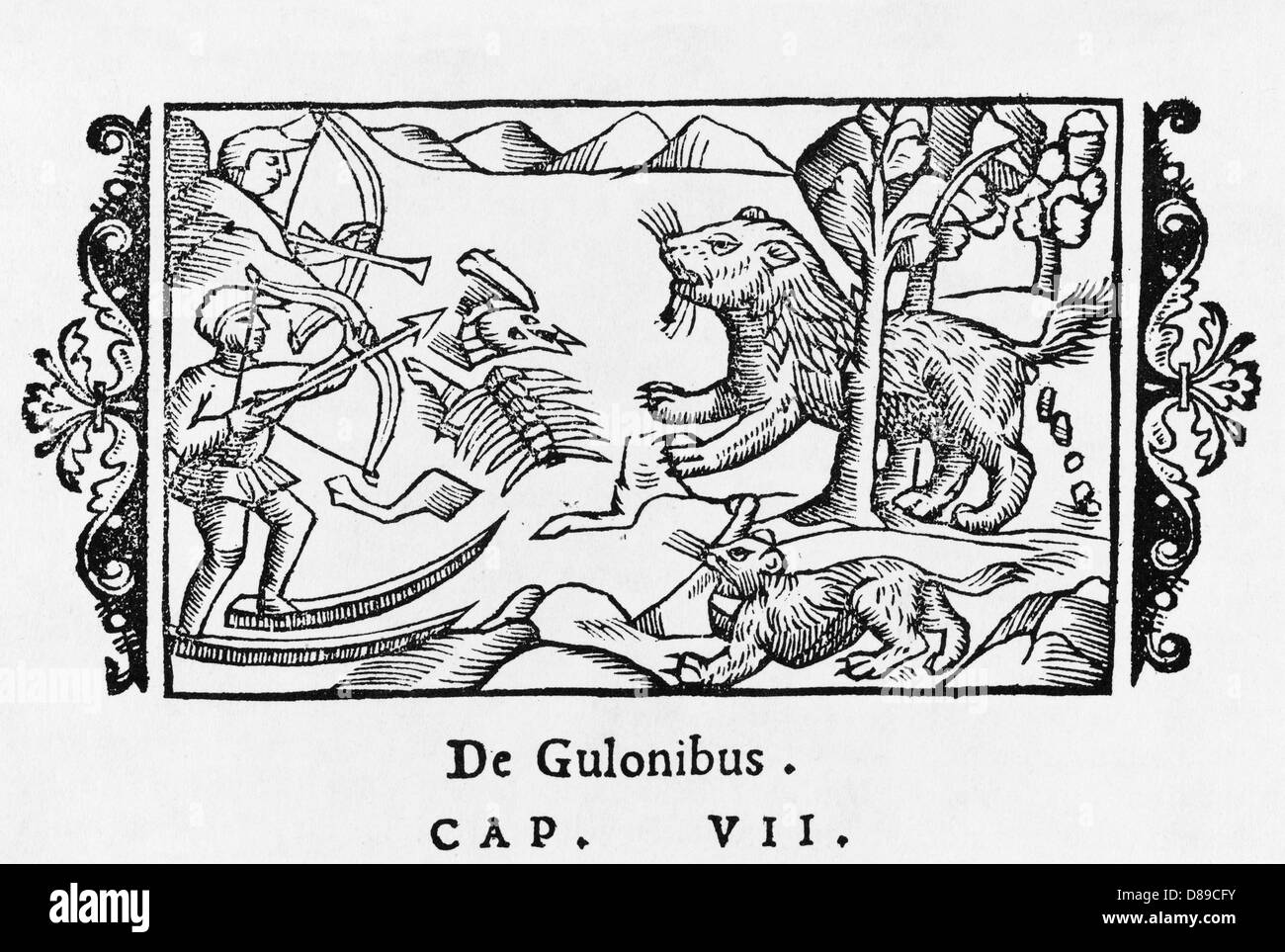Gulonibus hi-res stock photography and images - Alamy