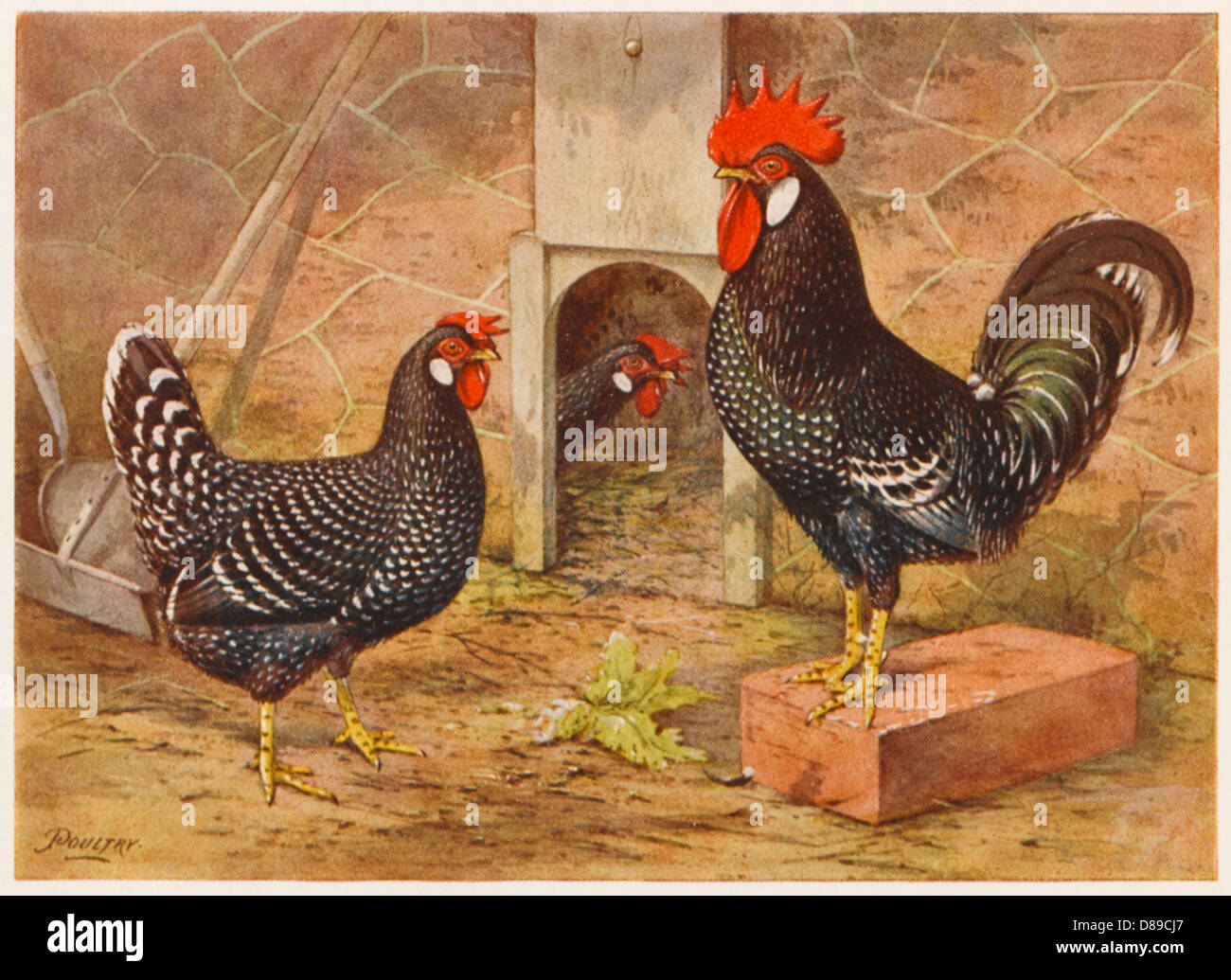 Gallina Ancona Gallo Rooster With Hen Feathering (gallo Gallina