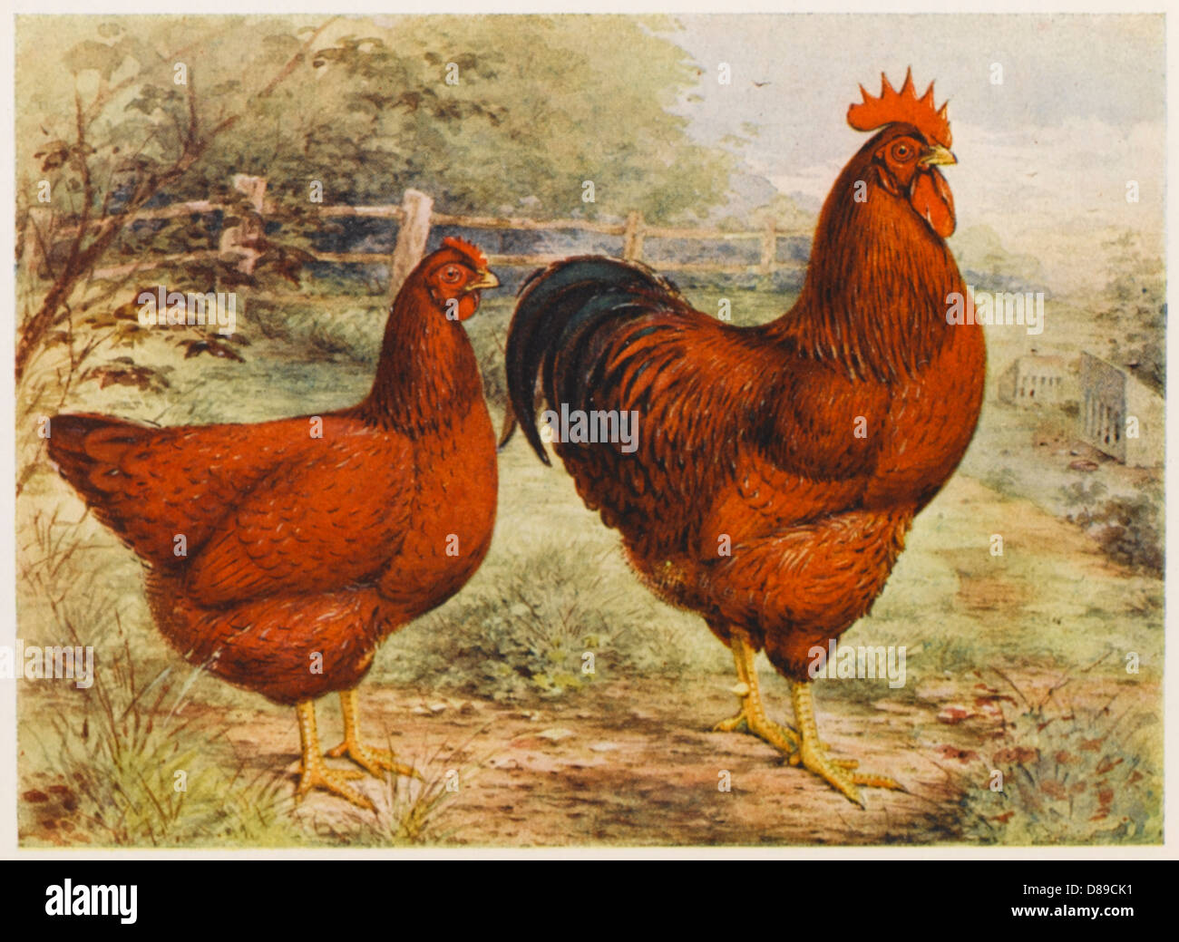 RHODE ISLAND REDS Stock Photo - Alamy