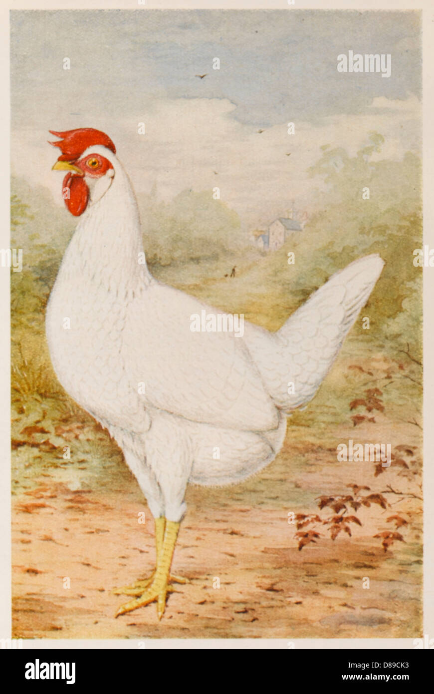 WHITE LEGHORN PULLET Stock Photo - Alamy
