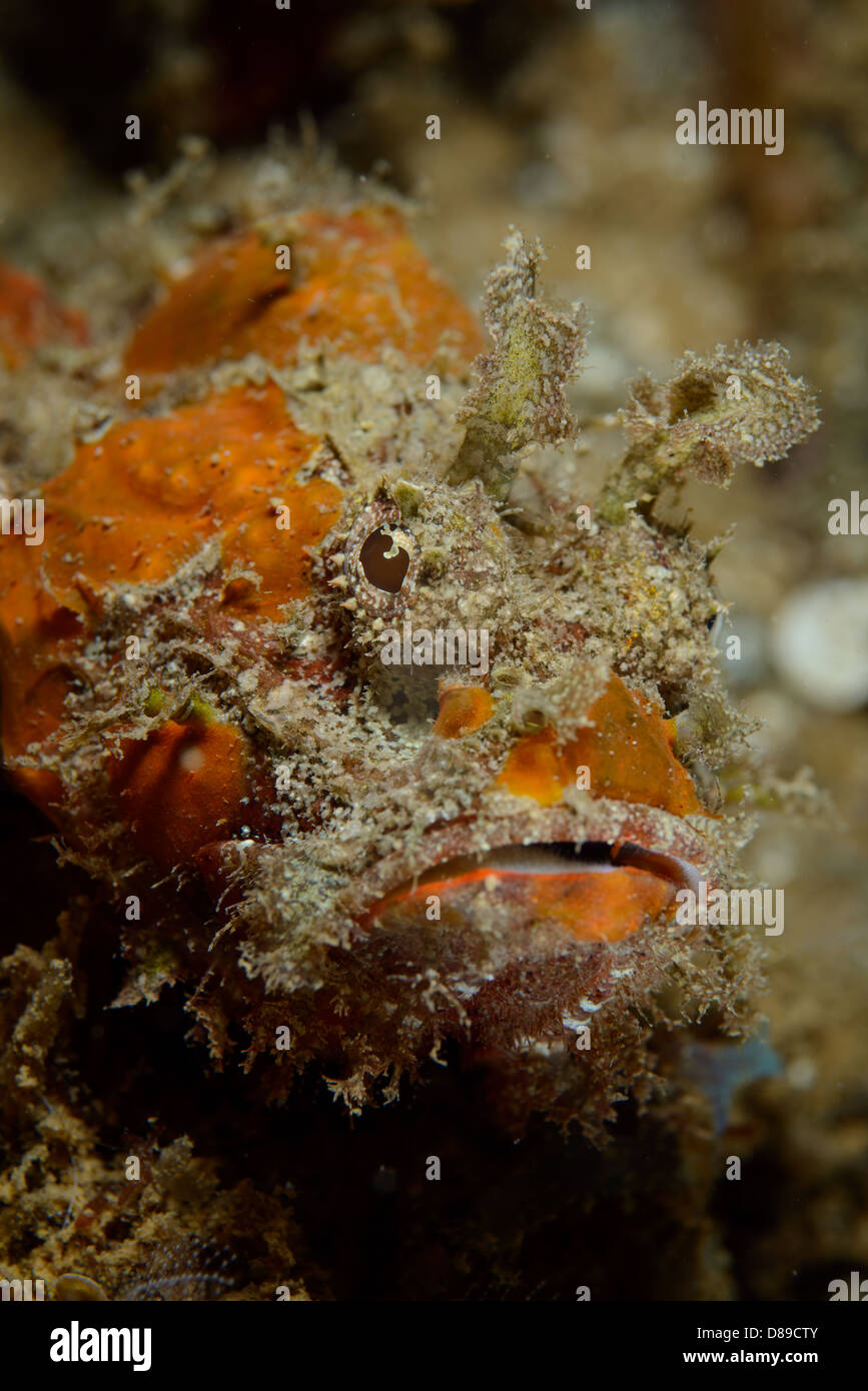 Macrochir hi-res stock photography and images - Alamy