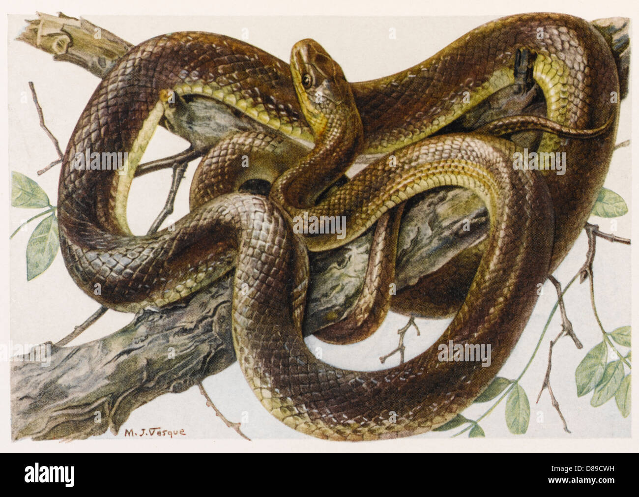 Aesculapius hi-res stock photography and images - Alamy