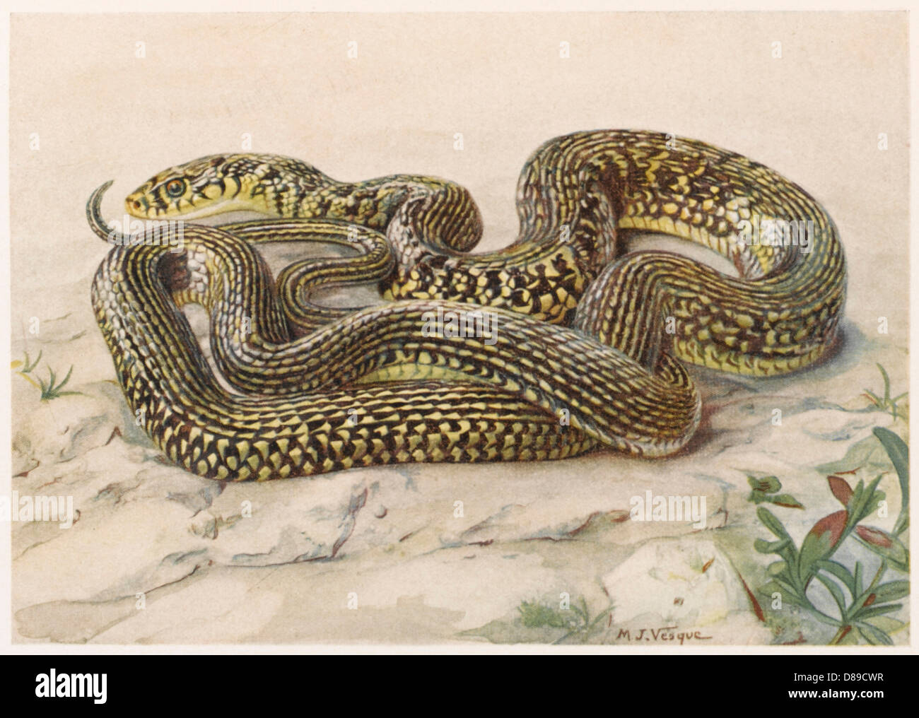 GRASS SNAKE G AND Y Stock Photo - Alamy