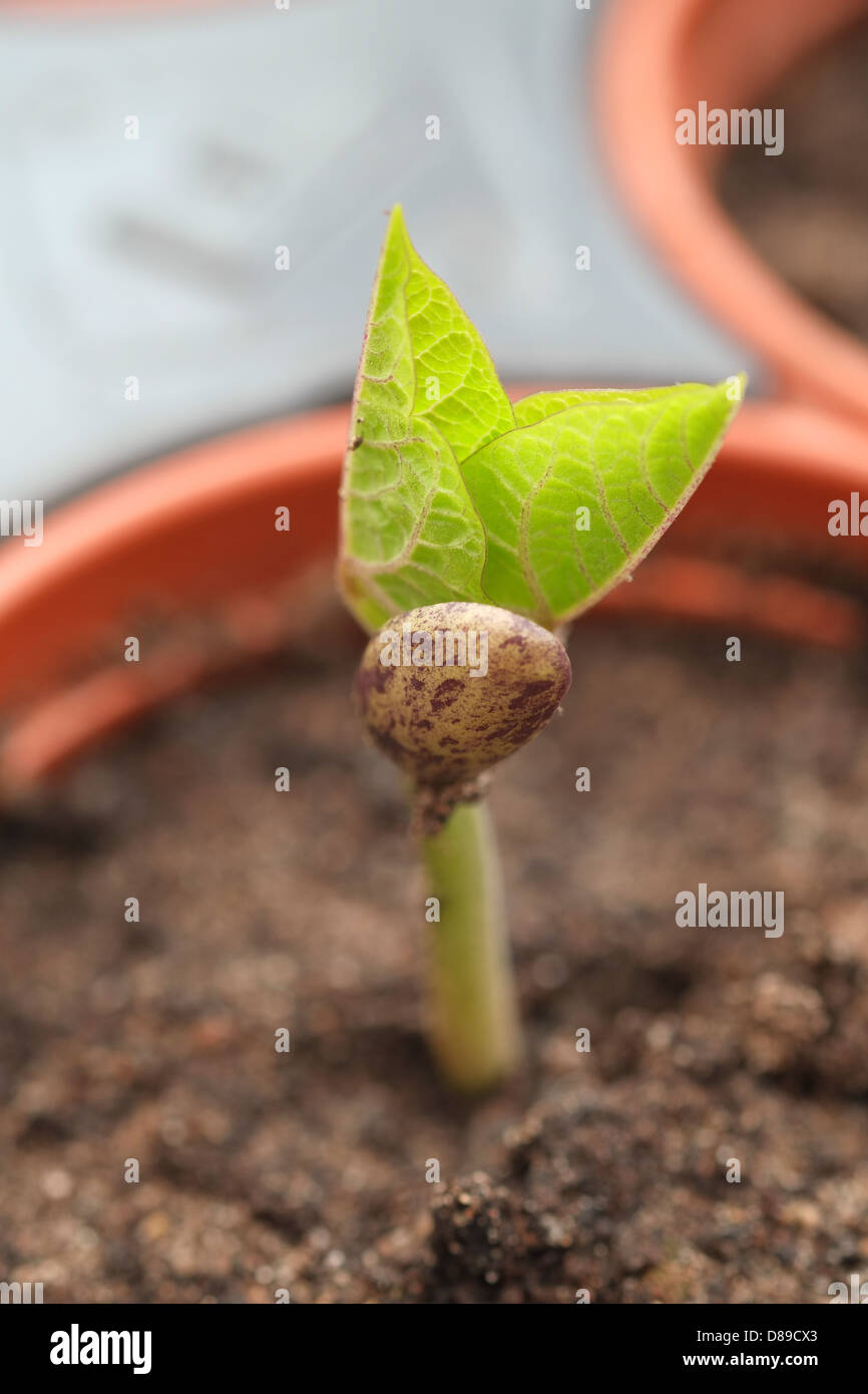 French bean seedling hi-res stock photography and images - Alamy