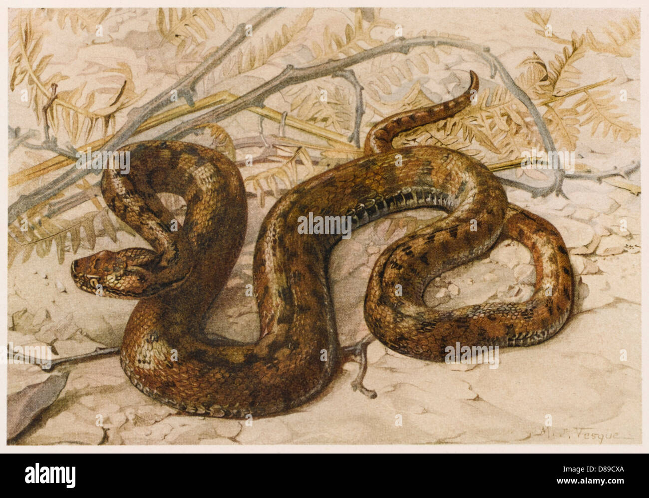 Viper aspic viper hi-res stock photography and images - Alamy