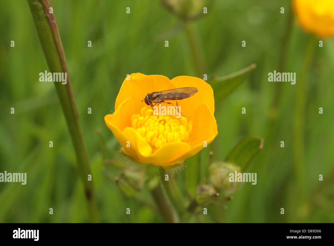 Insect feeding on pollen from a Buttercup Stock Photo - Alamy