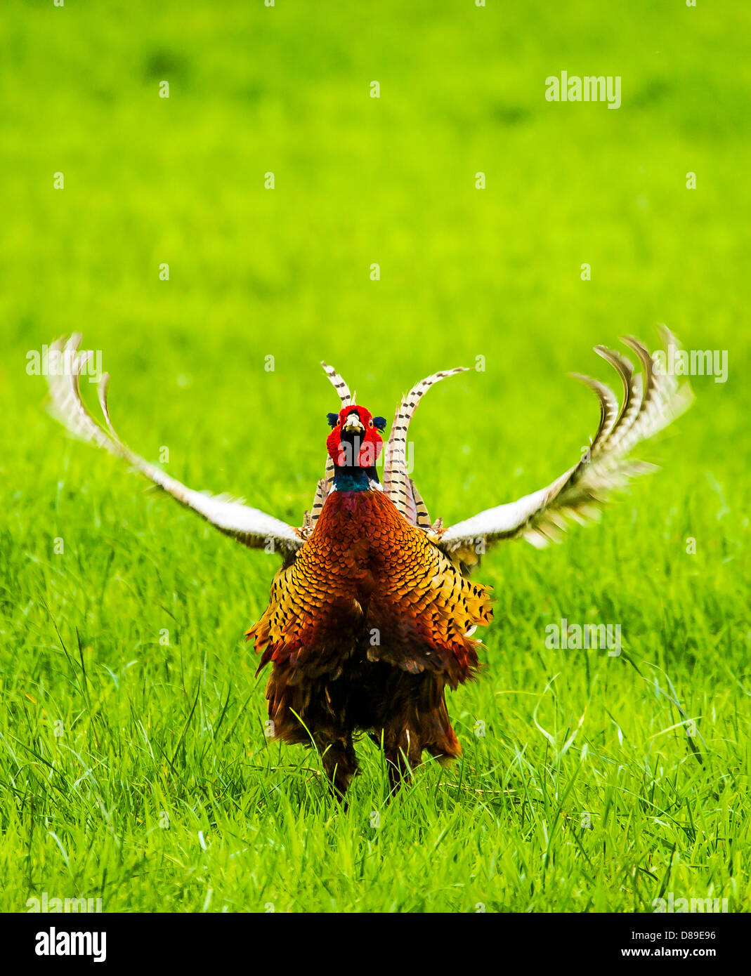 Pheasant, Pheasant Displaying Stock Photo - Alamy