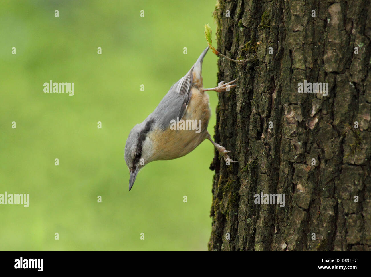 nuthatch sitting on trunk of tree Stock Photo - Alamy