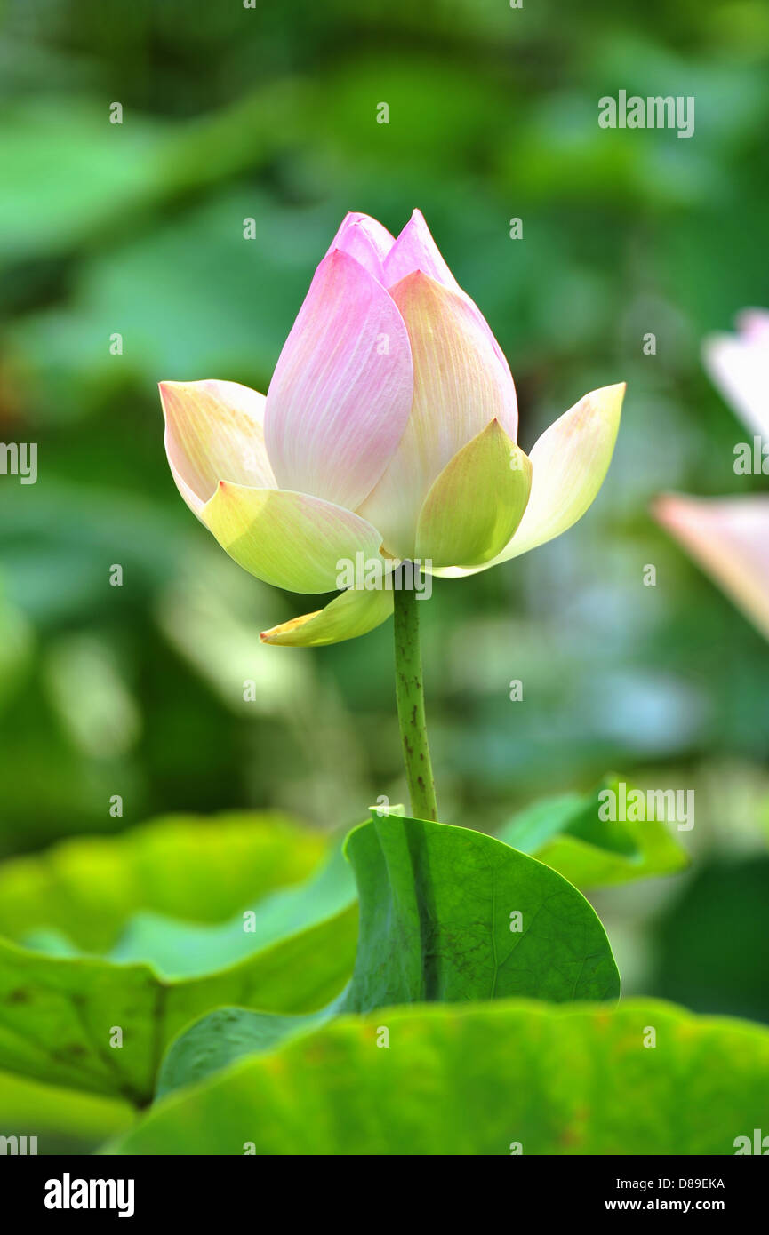 Pink lotus root hi-res stock photography and images - Alamy