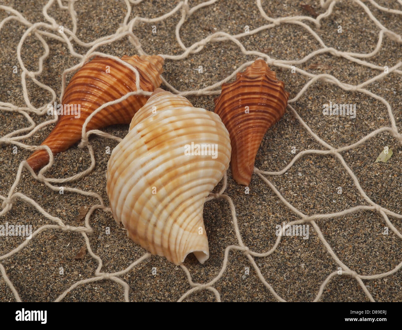 shell and net on the sand beach Stock Photo - Alamy