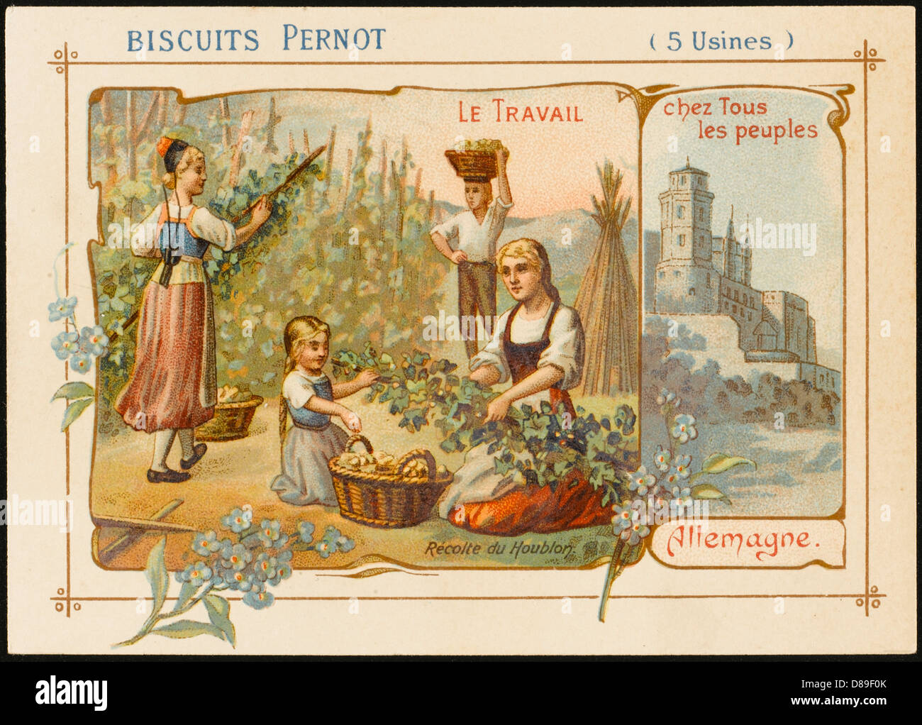 GERMANY - GATHERING HOPS Stock Photo - Alamy