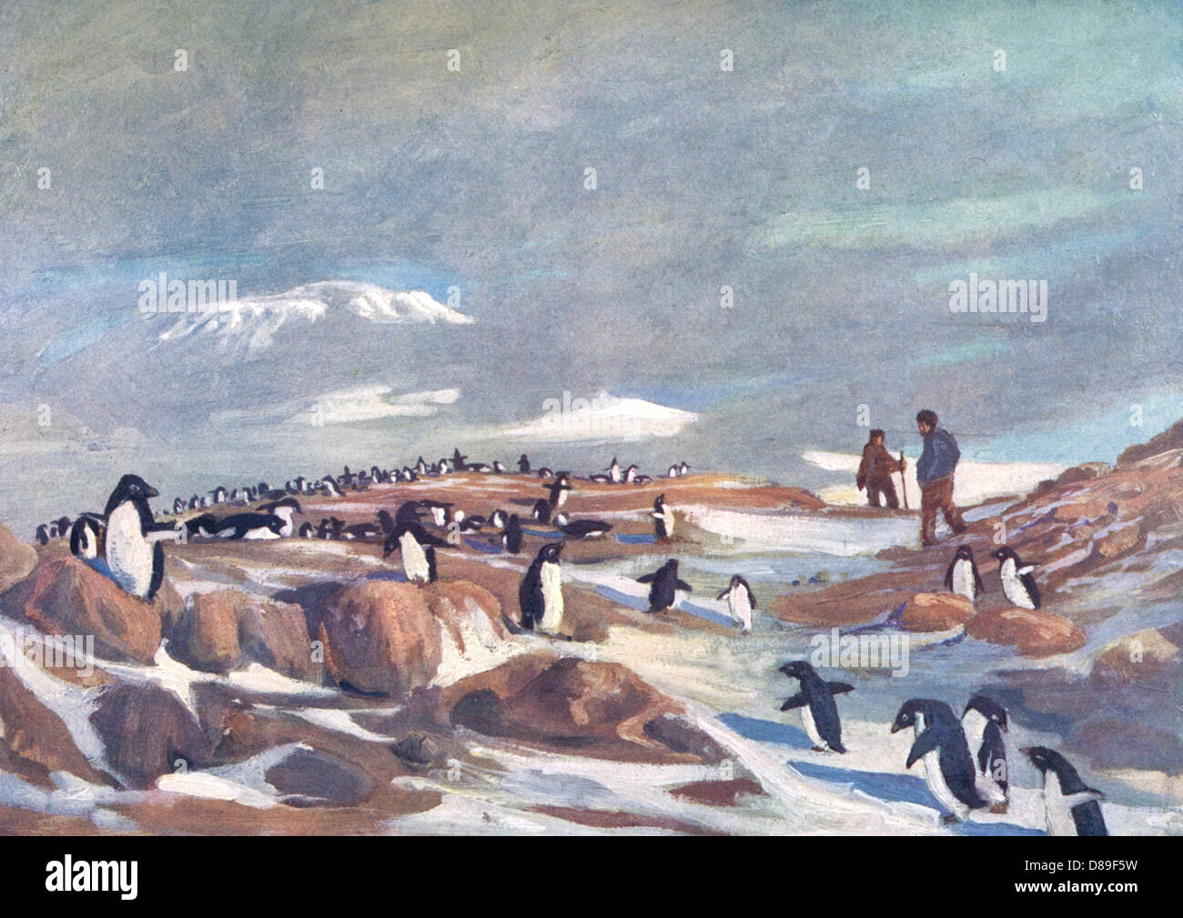 RETURN OF THE PENGUINS Stock Photo - Alamy