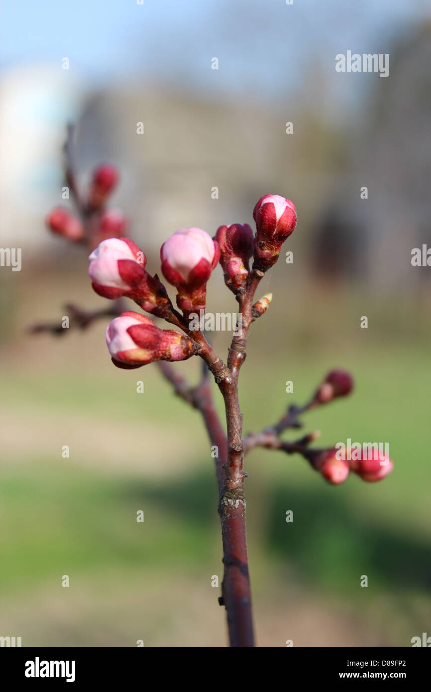 image of swelling buds of flowers apricots in spring Stock Photo - Alamy