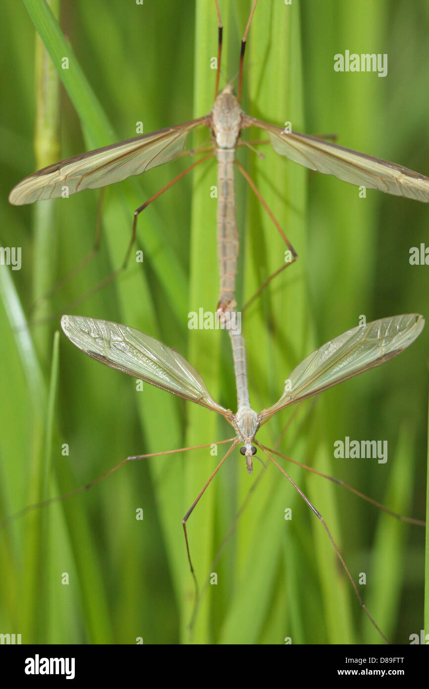 Tipula maxima hi-res stock photography and images - Alamy