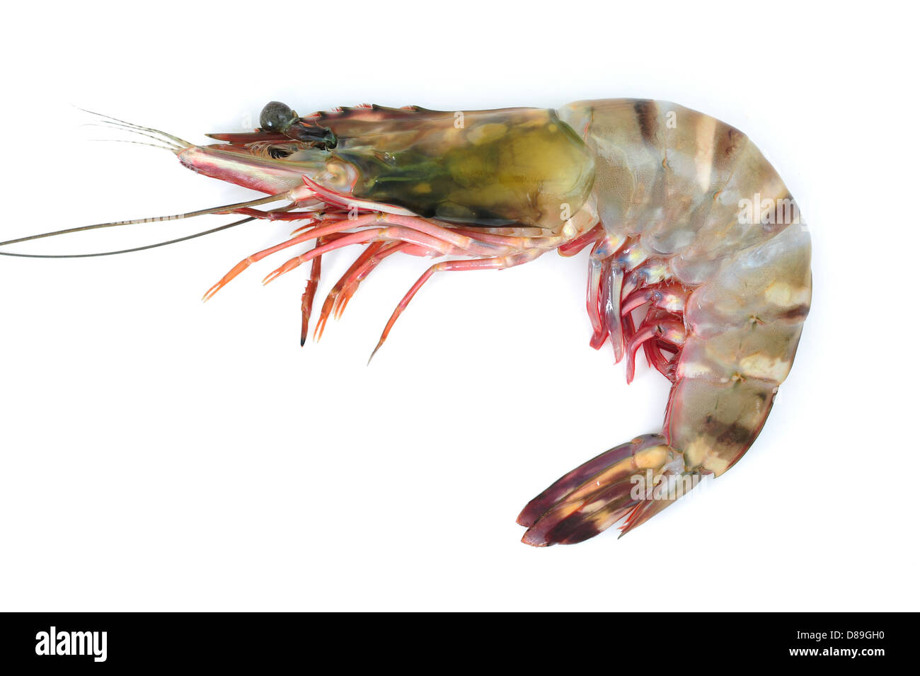 Tiger shrimp hi-res stock photography and images - Alamy
