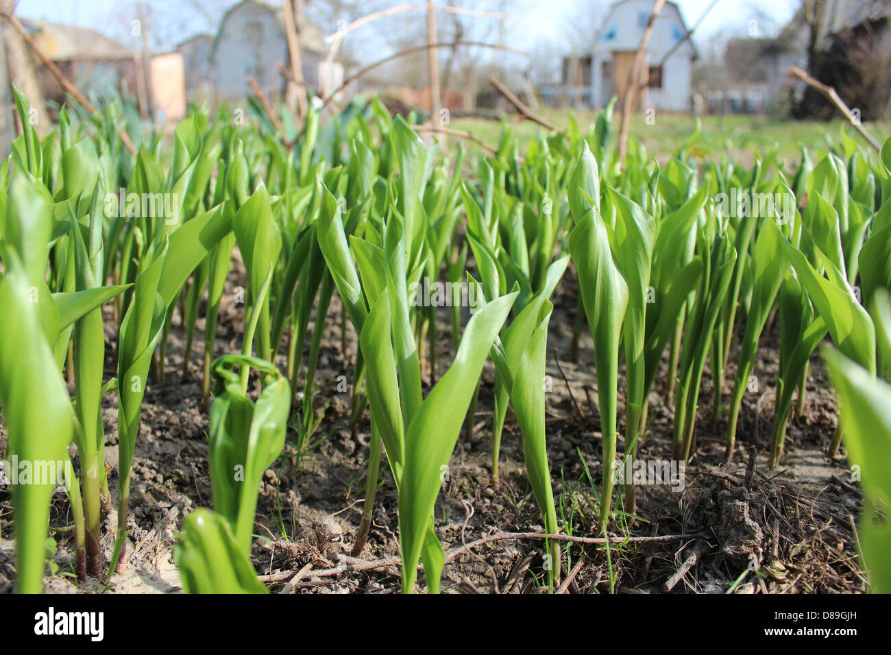 green sprouts of lilies of the valley in spring in kitchen garden Stock ...