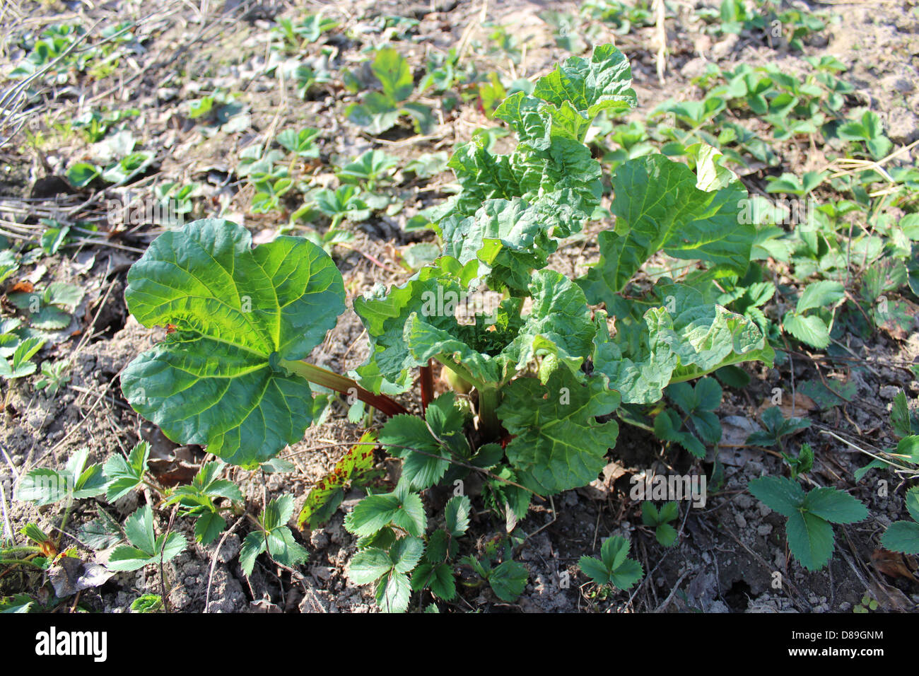 Young sprout of a rhubarb progrown from the ground in the spring Stock ...