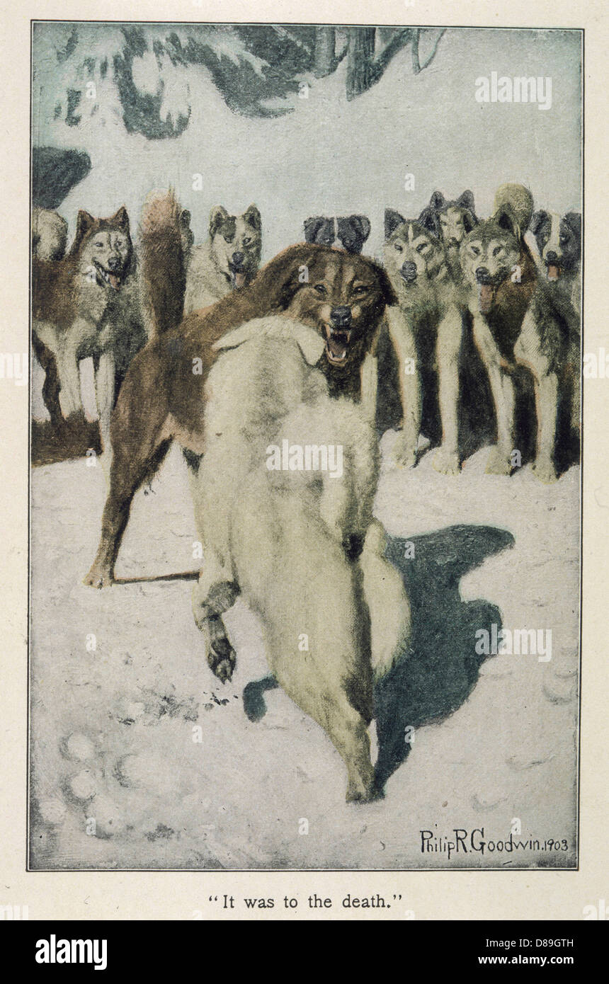 The Call Of The Wild Buck And Spitz Fighting