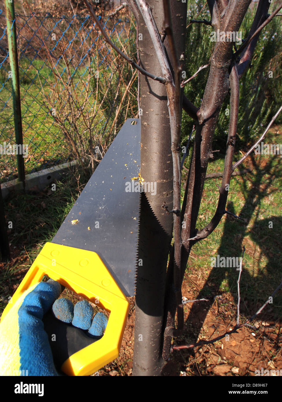Hand cutting tree branches hi-res stock photography and images - Alamy