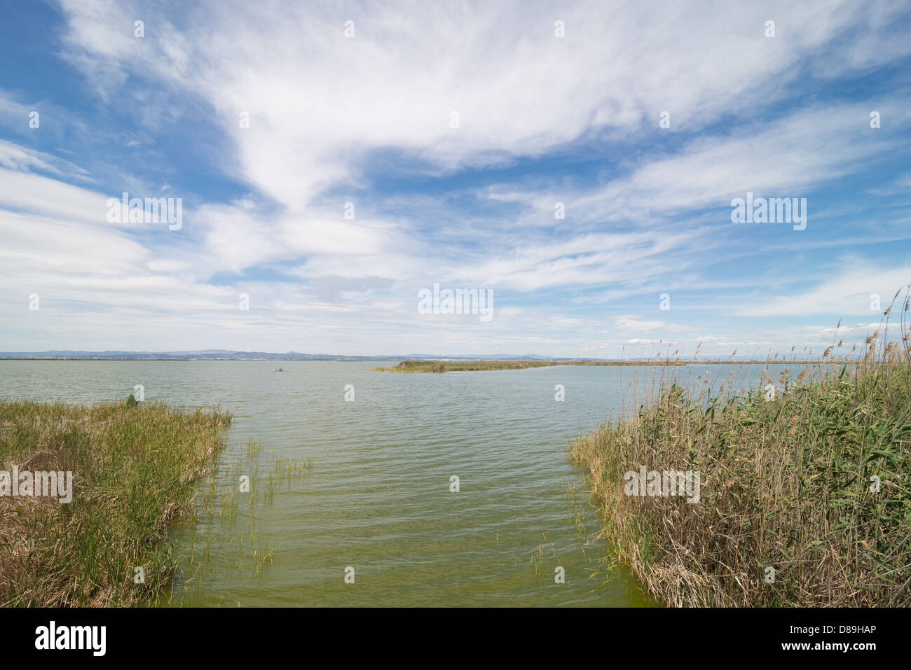 Wetlands, reeds and sunshine, a classic Albufera landscape, Valencia ...