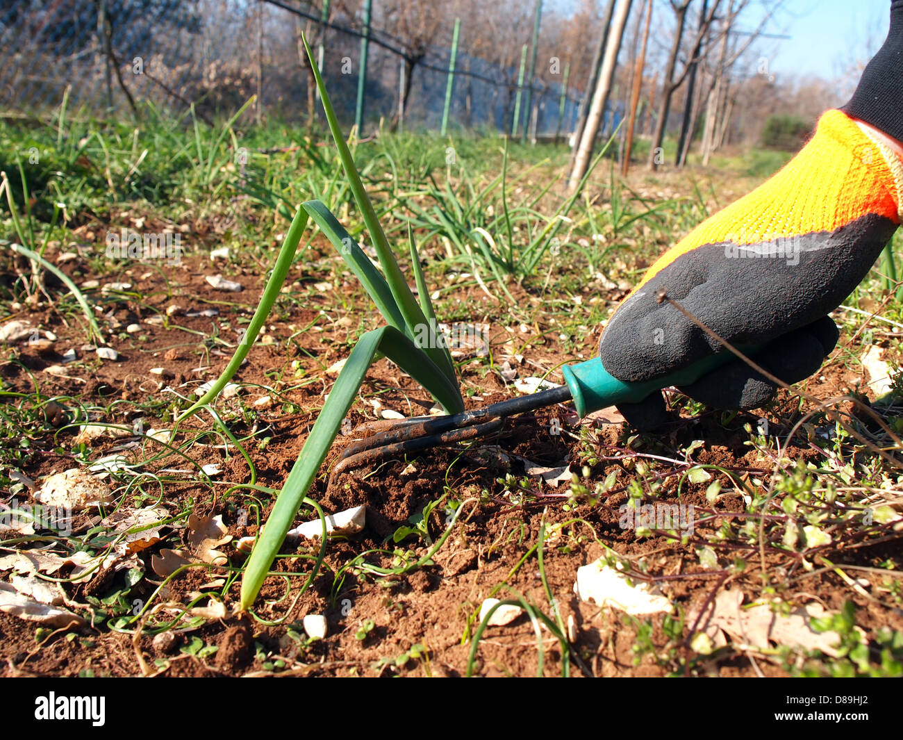 cultivating vegetables with hand tool Stock Photo - Alamy