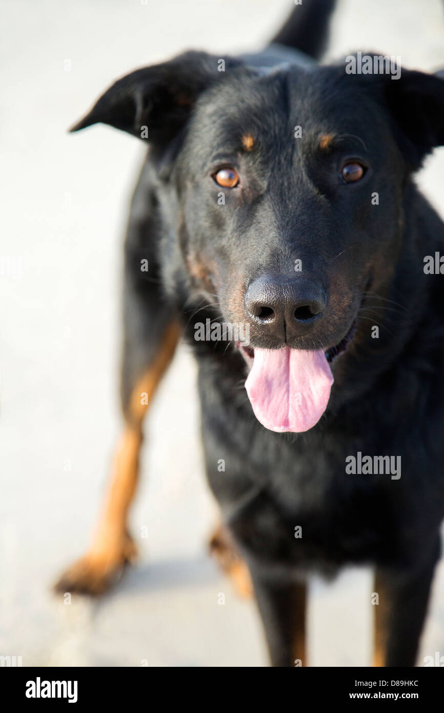 Beauce shepherd at the beach Stock Photo - Alamy