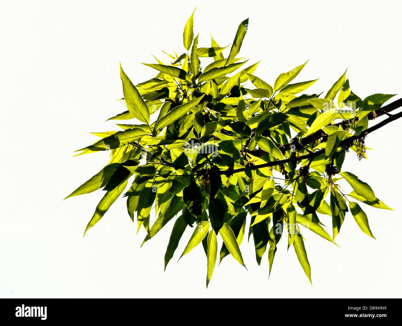 Leave patterns hi-res stock photography and images - Alamy