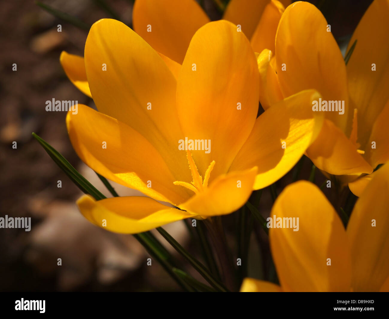 yellow crocus flower in the garden Stock Photo - Alamy