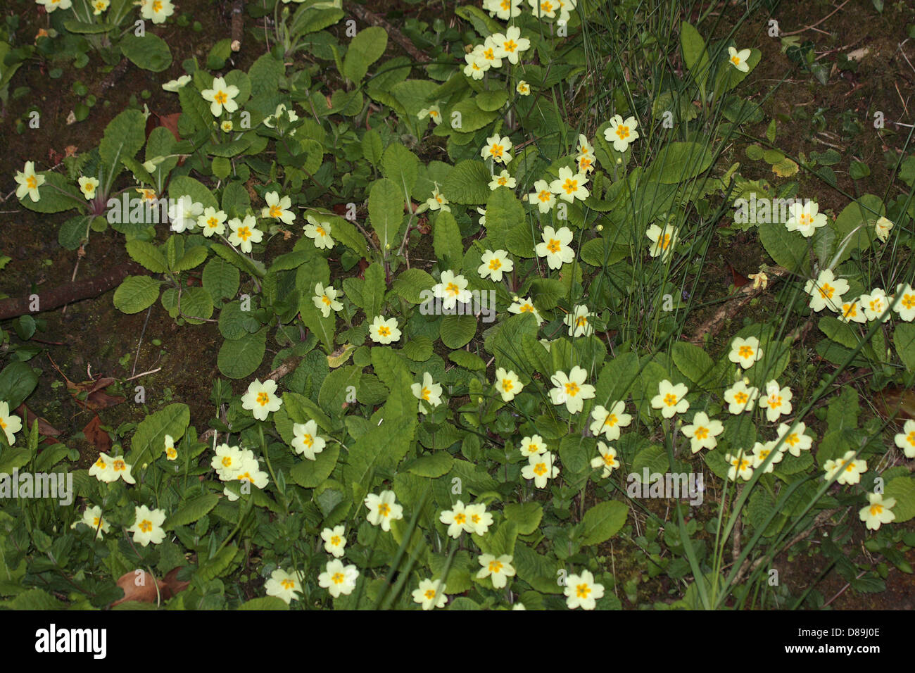 Prima rosa hi-res stock photography and images - Alamy