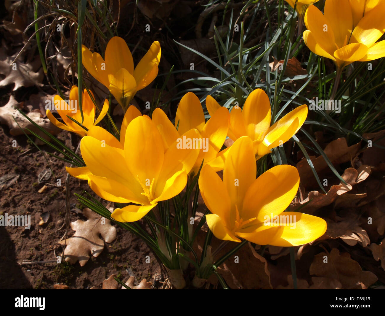 yellow crocus flower in the garden Stock Photo - Alamy