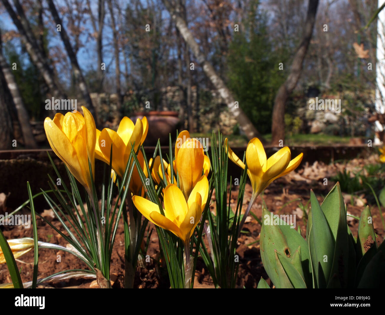 yellow crocus flower in the garden Stock Photo - Alamy