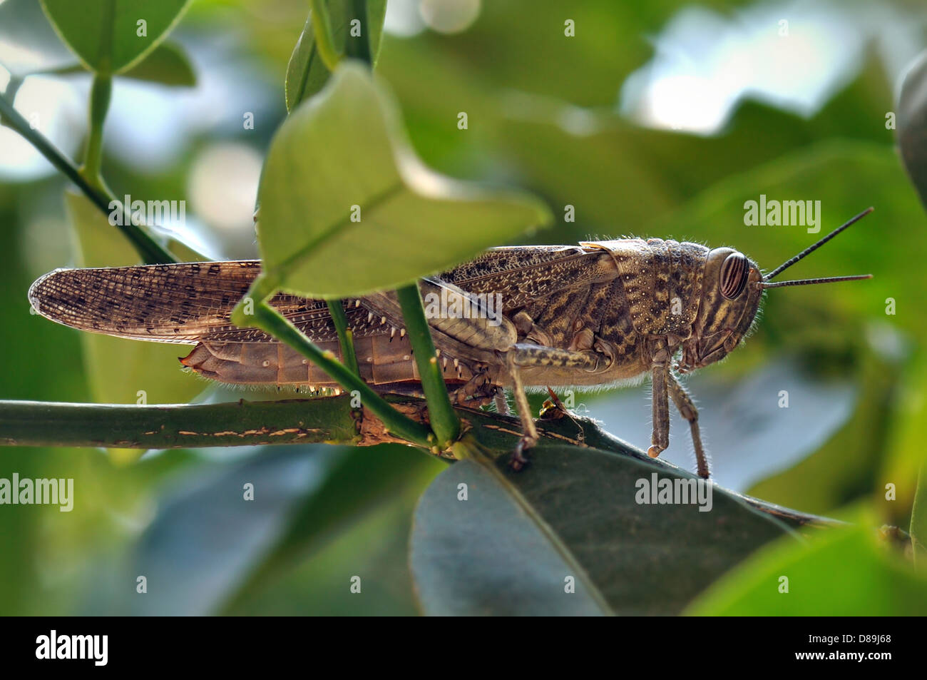 Grasshopper hidden among leaves on tree branch Stock Photo - Alamy