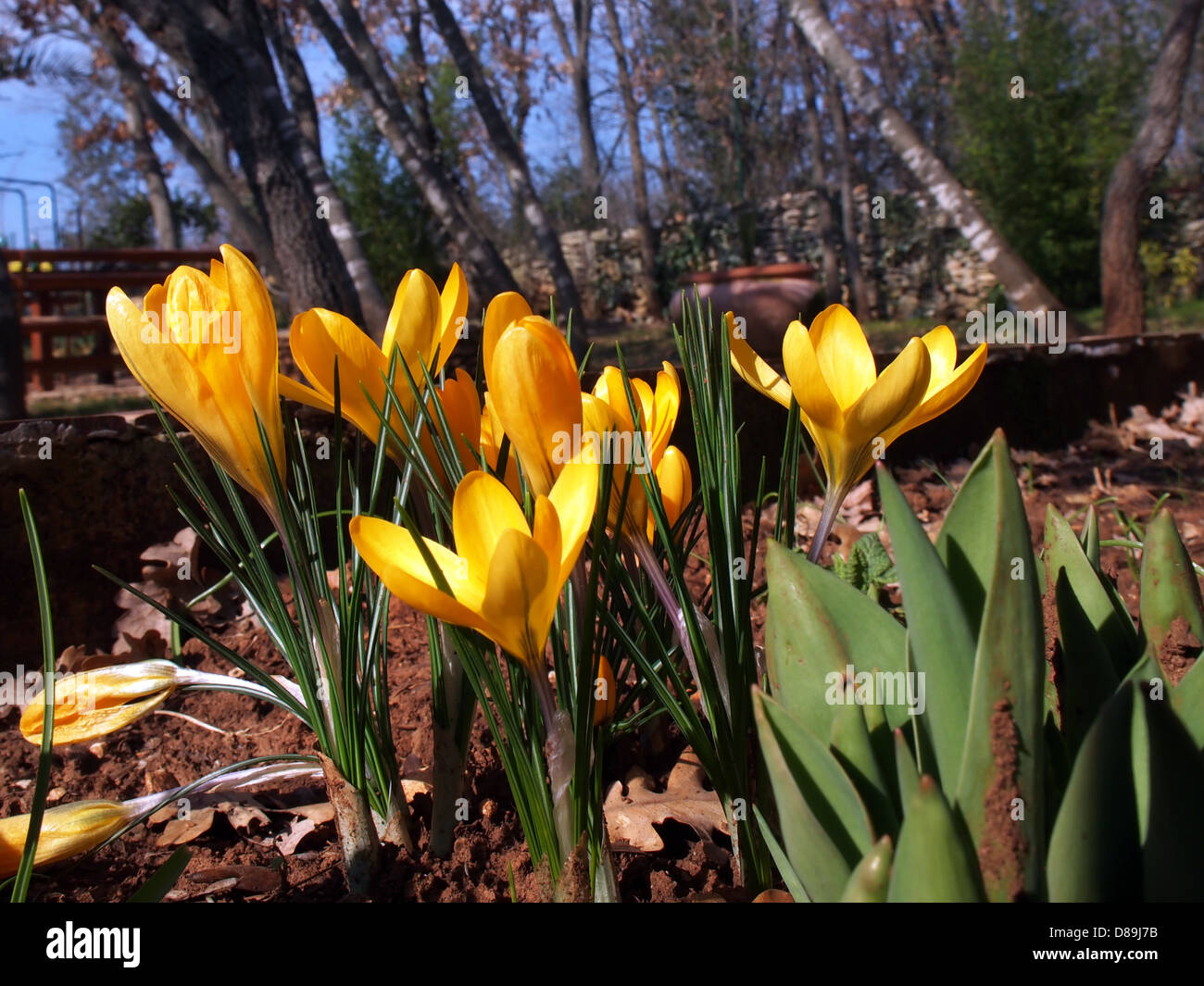yellow crocus flower in the garden Stock Photo - Alamy