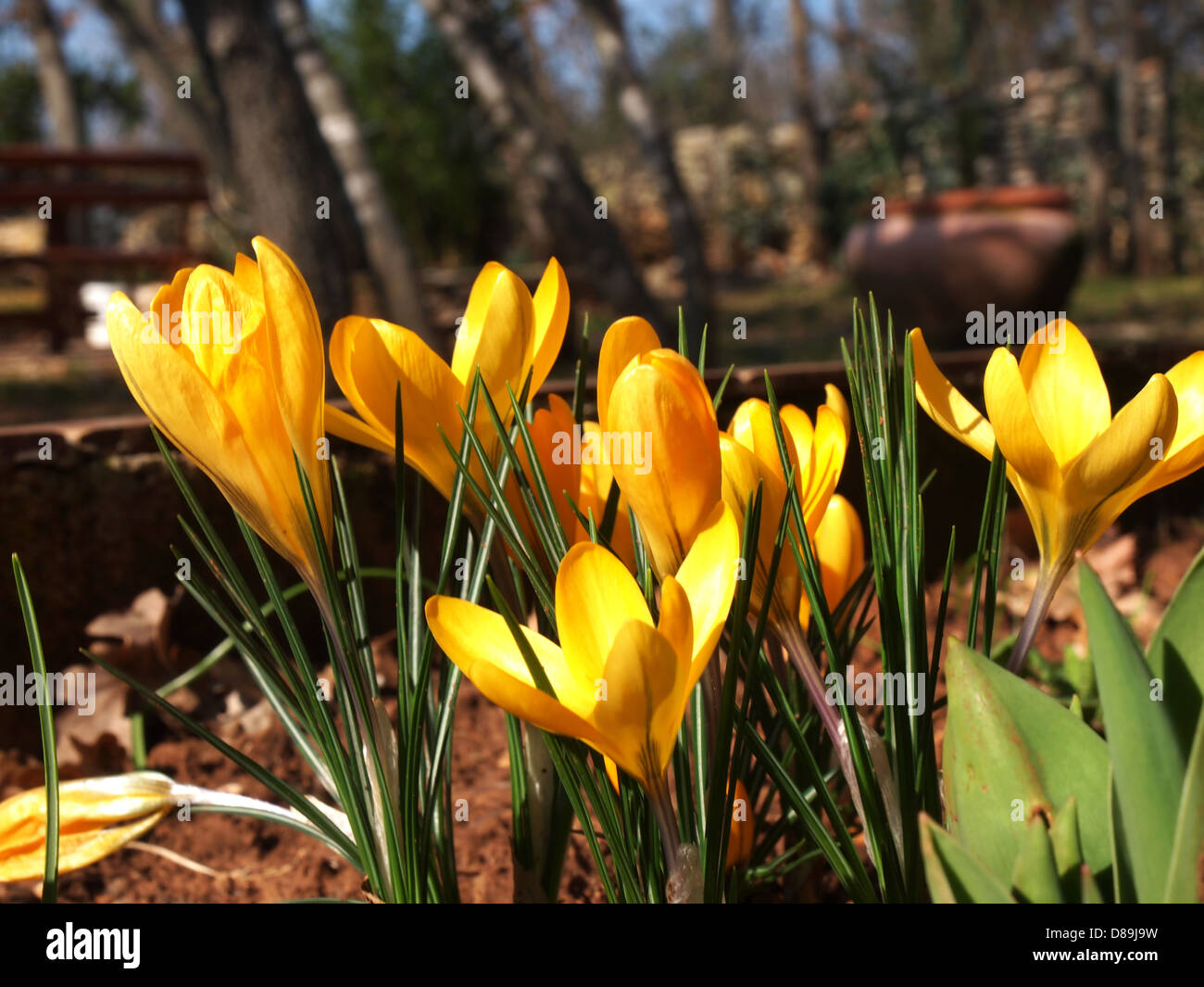 yellow crocus flower in the garden Stock Photo - Alamy