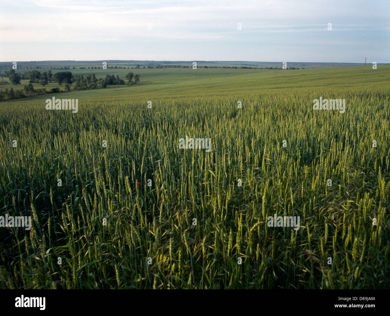 East Bulgaria Field Of Wheat Growing Stock Photo - Alamy