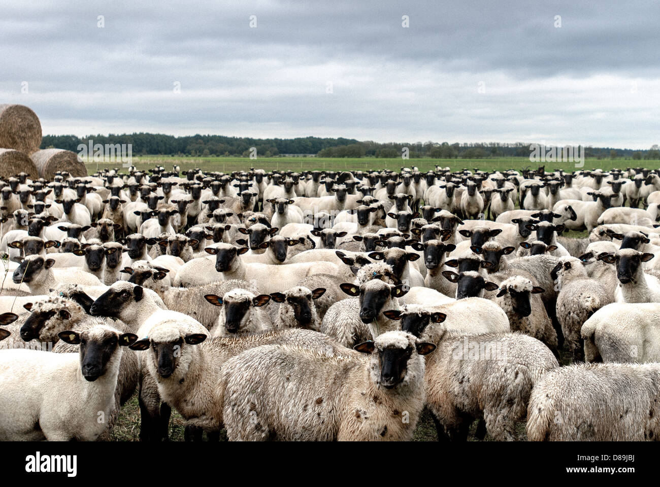 A herd of sheep in Lutkenswisch, Germany Stock Photo - Alamy