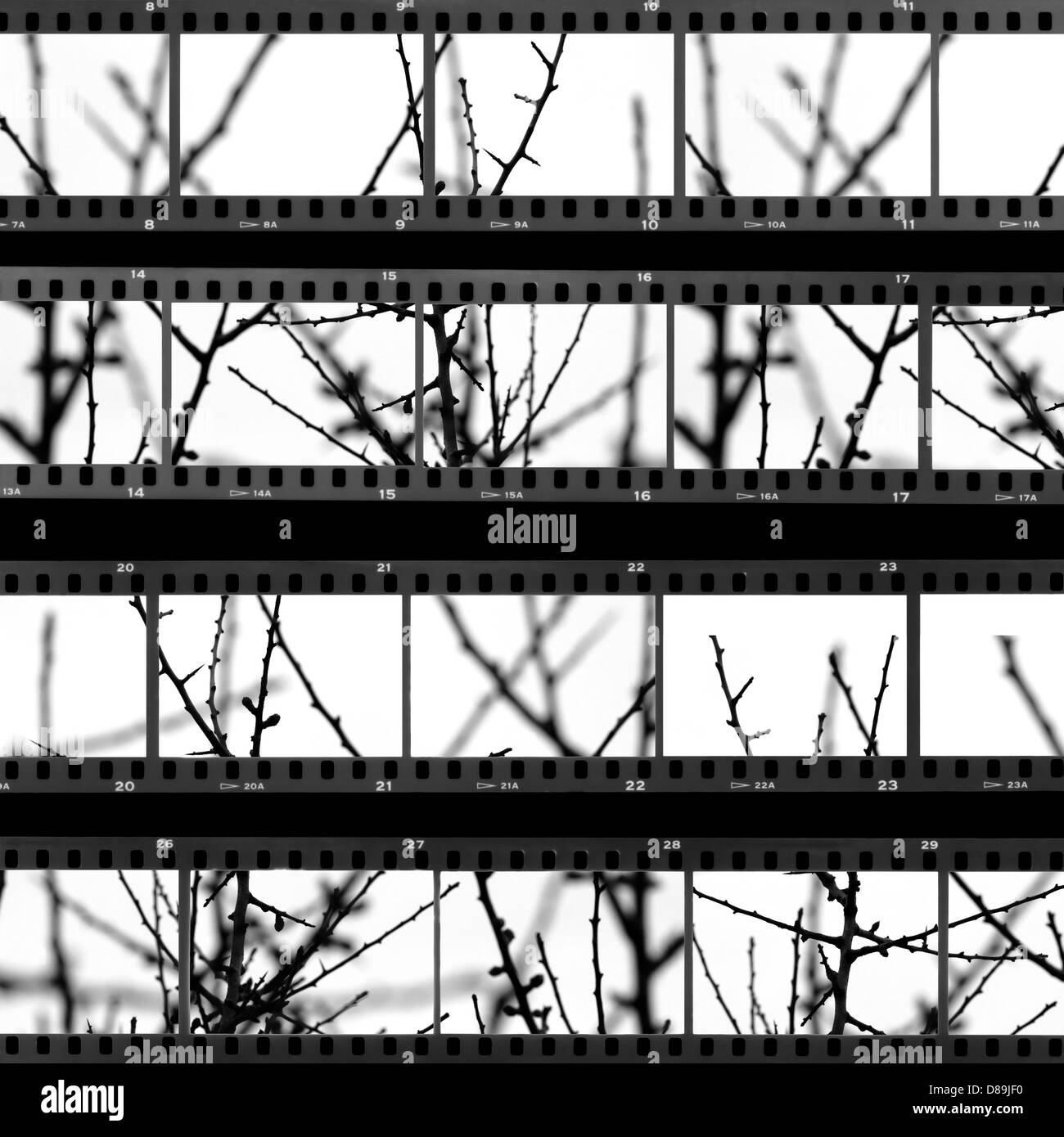 Film Contact Sheet