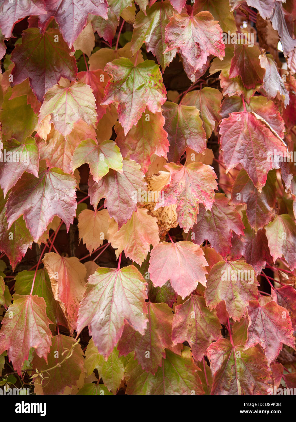 Japanese ivy hi-res stock photography and images - Alamy