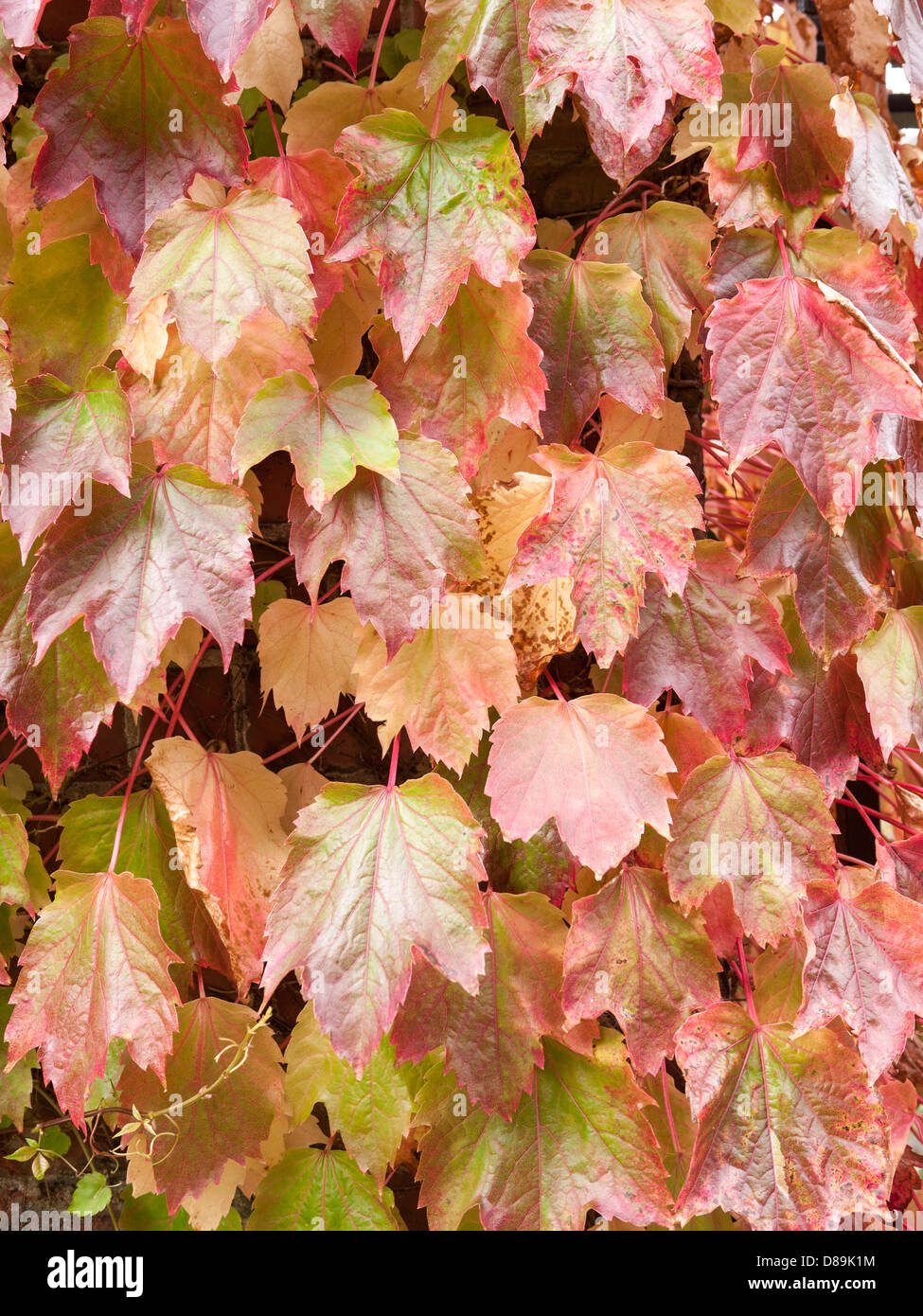 Close up photograph of Boston ivy, creeper, Parthenocissus Tricuspidata ...
