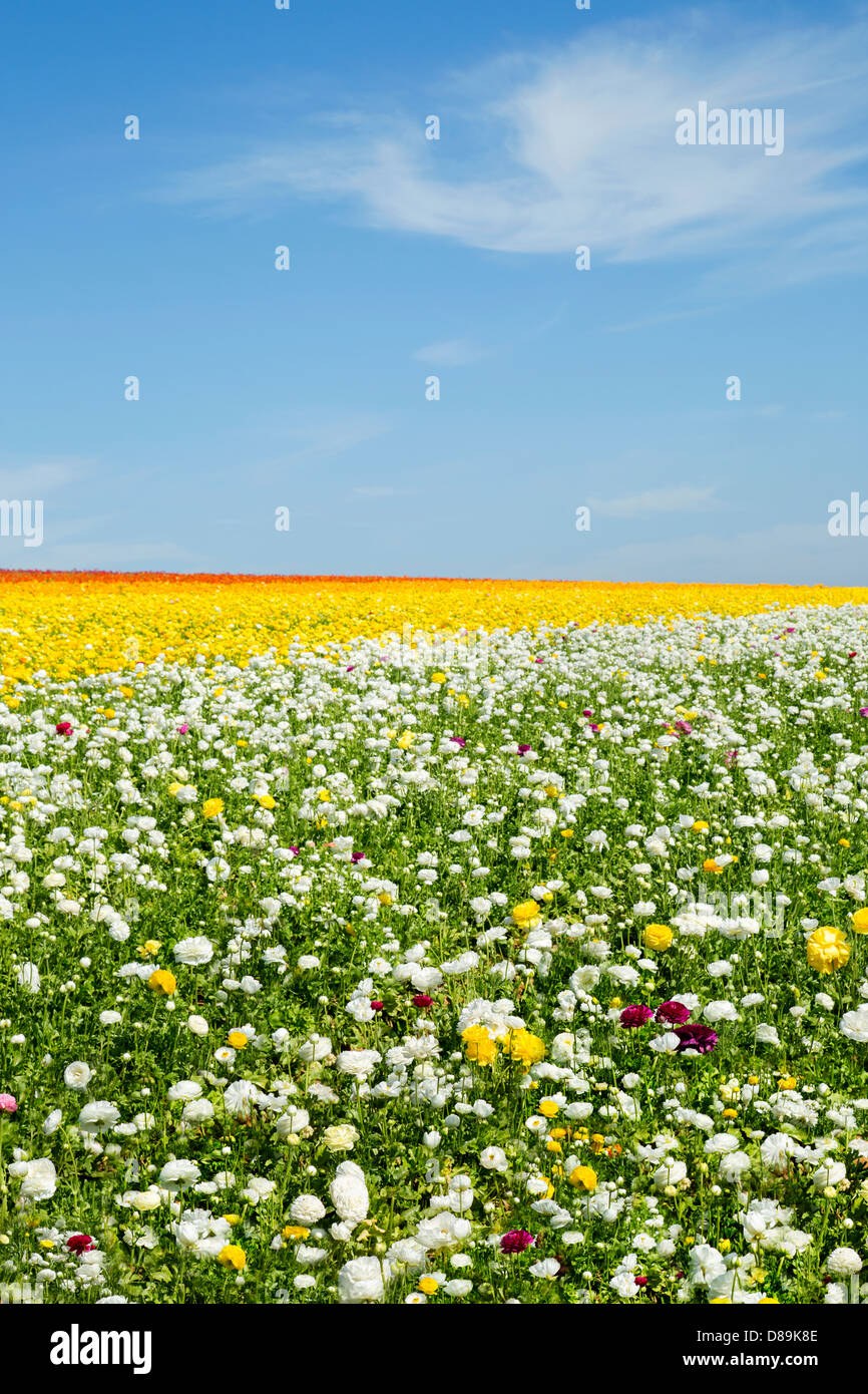 Ranunculus fields carlsbad california hi-res stock photography and ...