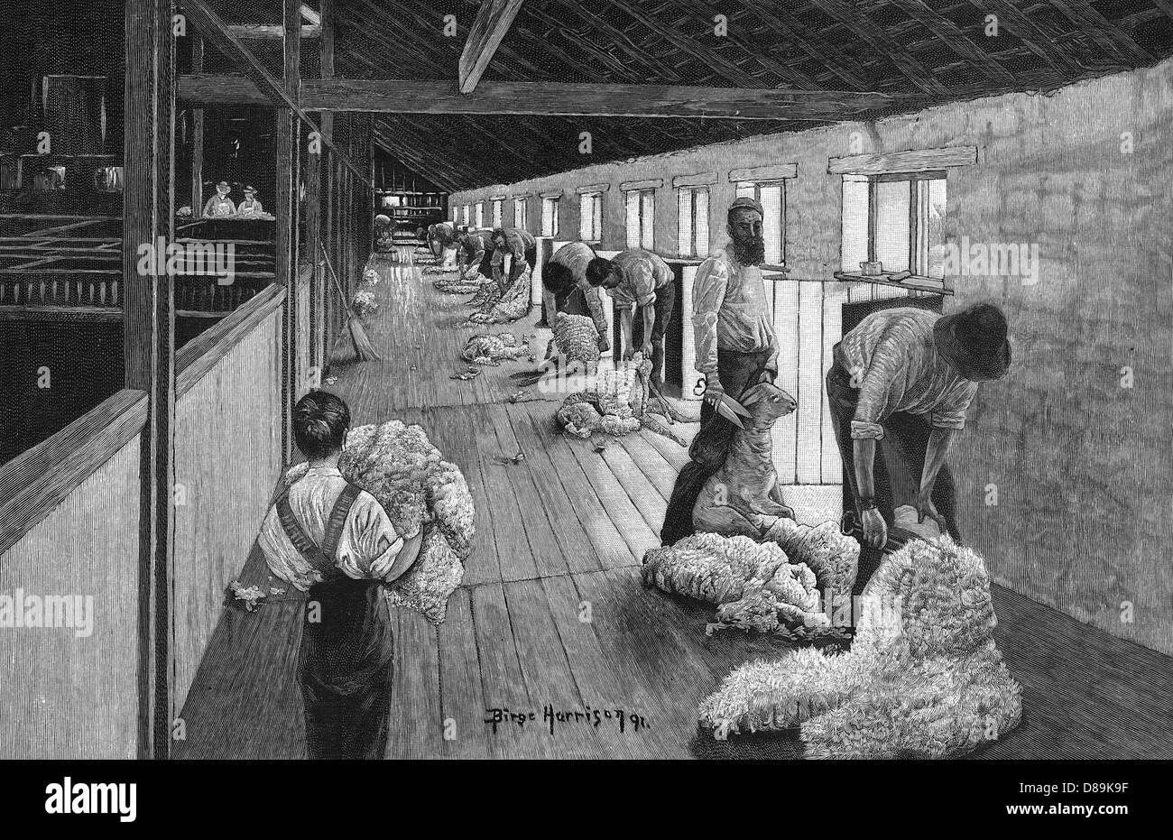Sheep Shearing Historical Black and White Stock Photos & Images - Alamy