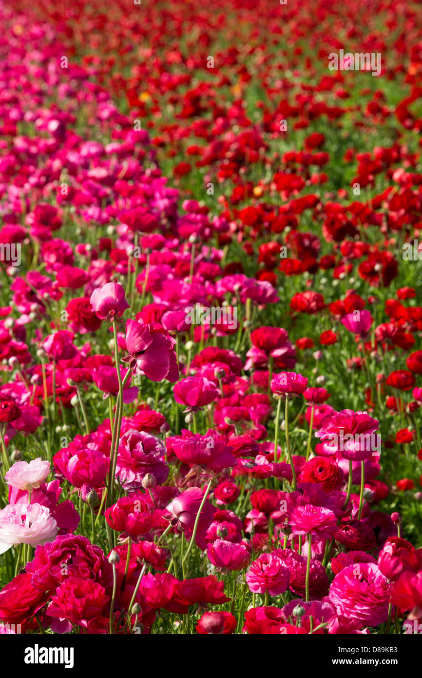 California pink hi-res stock photography and images - Alamy