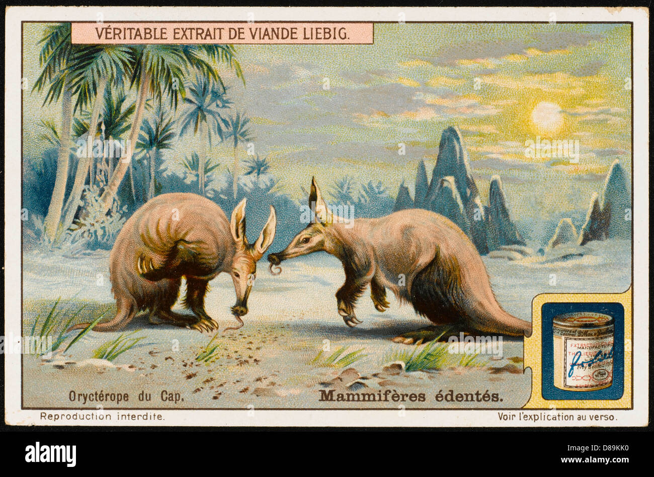 Cape aardvark hi-res stock photography and images - Alamy