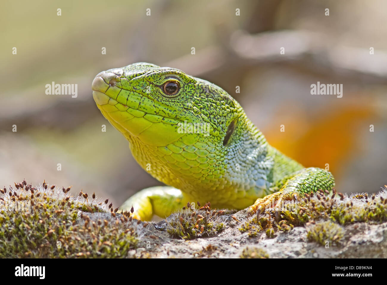 Reptiles looking into camera hi-res stock photography and images - Alamy