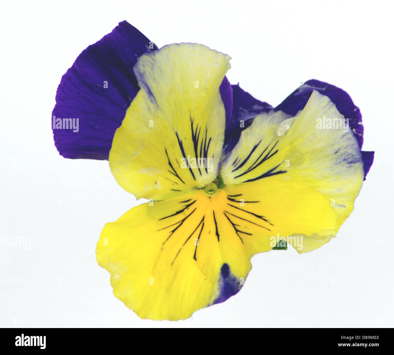 Closeup of a blue and yellow Pansy Stock Photo - Alamy