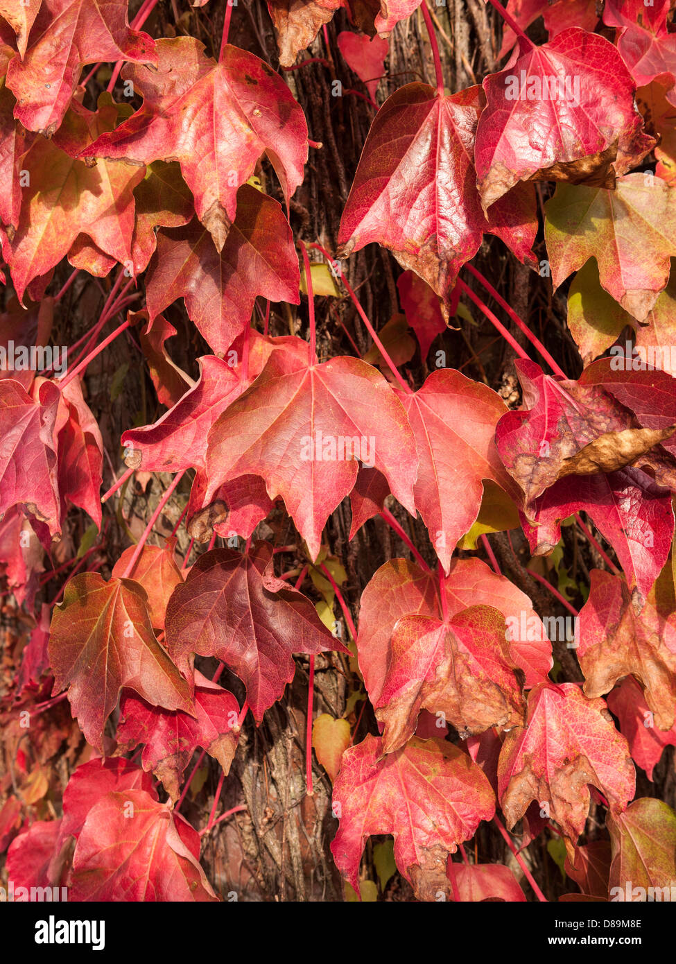 Close up photograph of Boston ivy, creeper, Parthenocissus Tricuspidata ...